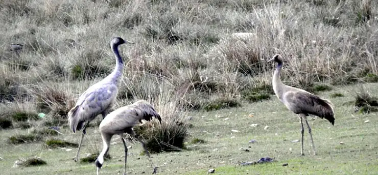 Vansesi Gazetesi | Van Haberleri | Van Haber